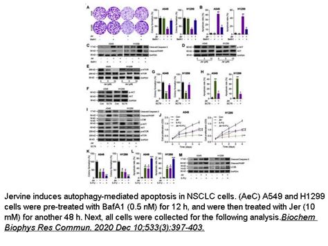 美国apexbio中文官网 Bafilomycin A1v Atpase Inhibitorselective And
