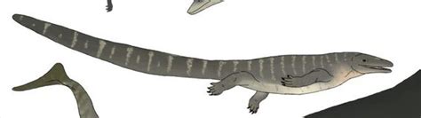 Jonkeria Truculenta Thomas Sutton Artofit