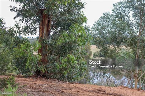 Eucalyptus Trees In Australian Bushland On The Banks Of The Werribee