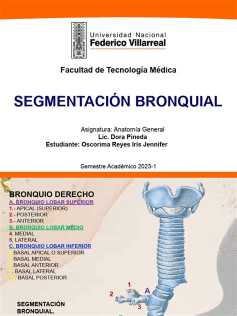 Segmentación Bronquial Pdf