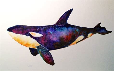 Orca Whale Watercolor Illustration By Michelle Scott Owner Of
