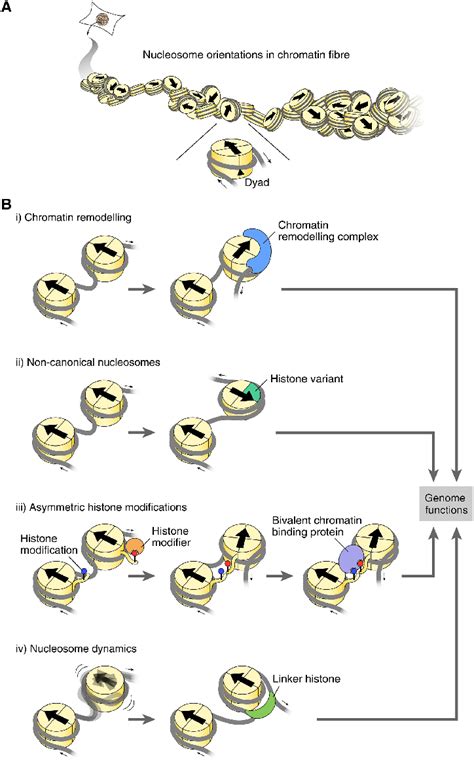 Nucleosome Orientation As A Metric Of Sub Nucleosomal Chromatin