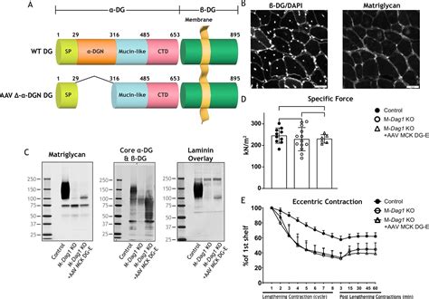 Figures And Data In N Terminal Domain On Dystroglycan Enables Large1 To Extend Matriglycan On α