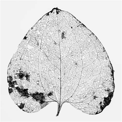 How I Shot This Leaf Skeleton Macro Shadows And Light