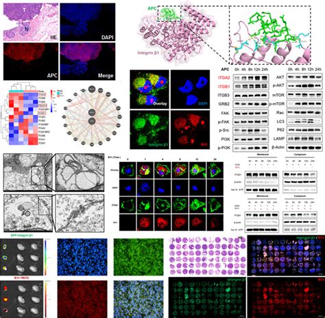 Mp18 17 Arginine Rich Peptide Conjugates Enhance Tumor Targeted Imaging