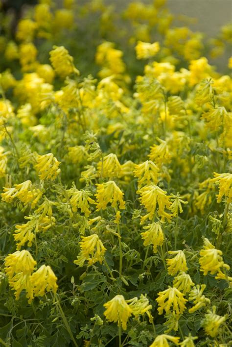 Corydalis Lutea Gele Helmbloem Bloemenpark Appeltern