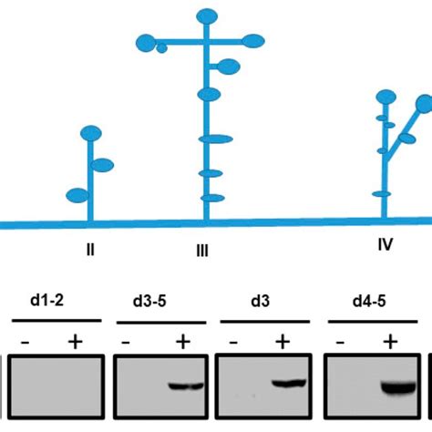 The Regions Of The Fmdv Ires That Interact With Ddx23 A Schematic