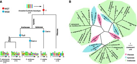 Inference Of Polyploidization And Speciation History In Apiales A Download Scientific