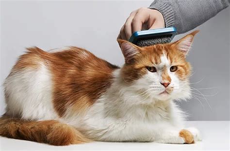 Что делать, если кошка сильно линяет