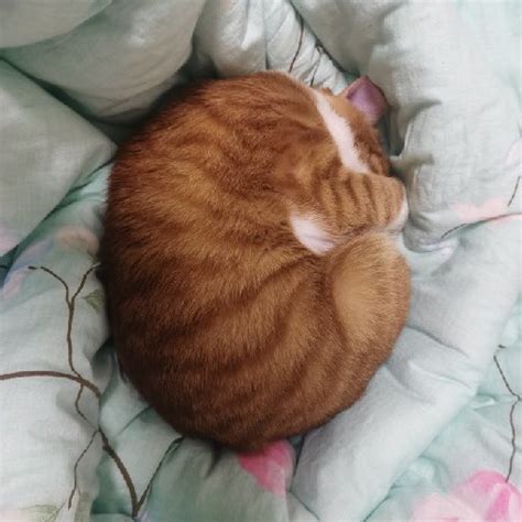 野猪会上树吗全部小说作品 野猪会上树吗最新好看的小说作品 起点中文网