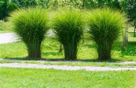 Can Pampas Grass Be Divided Ourgrassplants