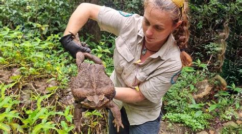 Arquivos Sapo Boi Conexão Planeta