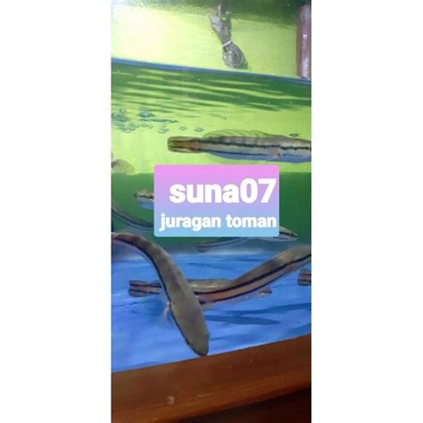 Jual Gabus Toman Size 15 17cm Shopee Indonesia