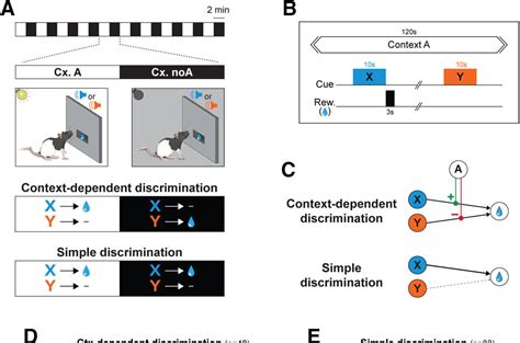 Resolving Ambiguity How The Brain Uses Context In Decision Making And