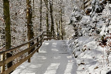 눈으로 덮인 바이에른 숲의 길 숲속에서 겨울에 걷는 길 베르히테스가덴의 겨울 눈 덮인 숲을 통해 화창한 날씨에 산책 0명에 대한 스톡 사진 및 기타 이미지 Istock