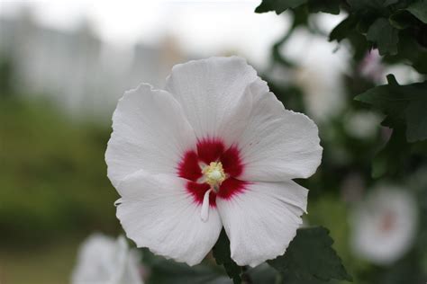 Helene 우 정 백단심계 무궁화 40품종 무궁화연대