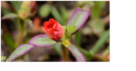 Frosty Cache 72bujz Codesandbox