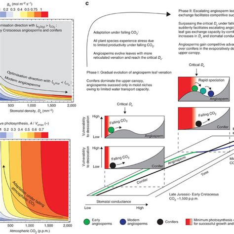 Radiation Of Angiosperm Plant Species During The Cretaceous A The
