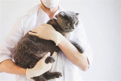Palliative Care For Cats 6 Things You Should Know Vet Verified Catster