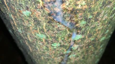 Cumshot On A Tree And Close Up Look On My Fresh Load Free Mobile Porn
