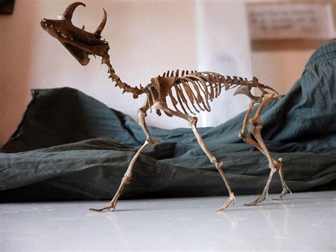 Syndyoceras Member Collections The Fossil Forum