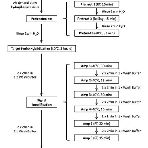 Pdf Rnascope For In Situ Detection Of Transcriptionally Active Human Papillomavirus In Head