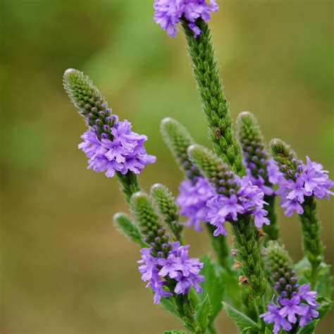 Verbena Planta Medicinal Verbena Hastata Lanzeneisenkaut Samen