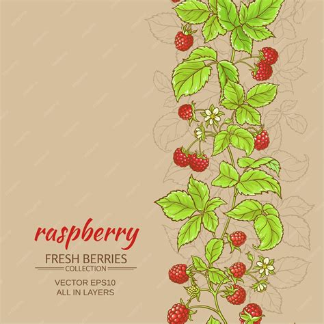 premium vector raspberry vector background