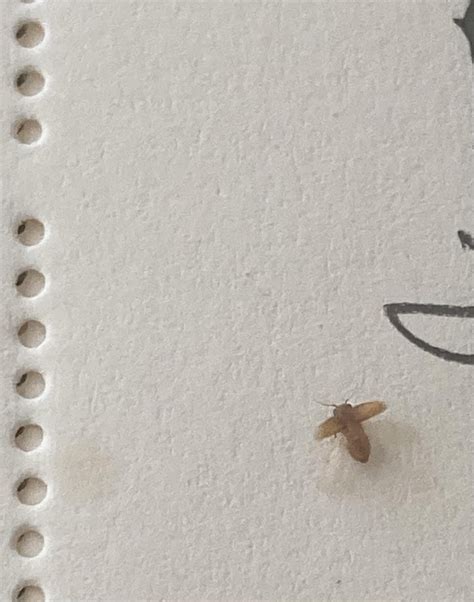 What Is This Itsy Bitsy Tiny Thing That Made Me Go Aww As It Was Walking On My Notebook R