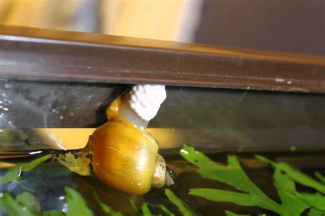 How To Raise Mystery Snails What Do Mystery Snails Eat Cemvj