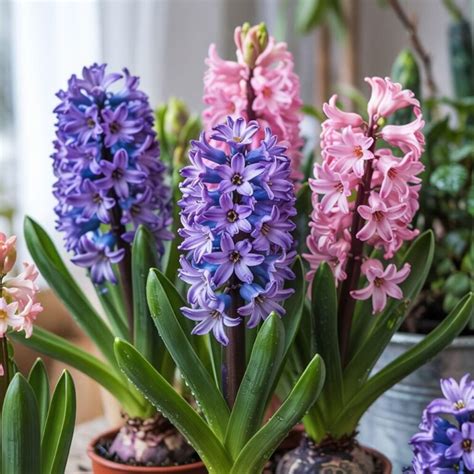 Jak Dbać O Hiacynta W Domu I Ogrodzie Kompletny Przewodnik Pielęgnacji Brycus Pl