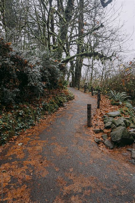 Windy Paths Through The Forest By Stocksy Contributor Maria Orlova