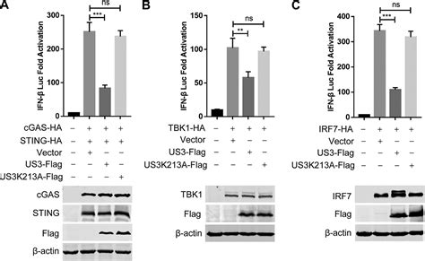 Duck Enteritis Virus Protein Kinase Us3 Inhibits Dna Sensing Signaling By Phosphorylating