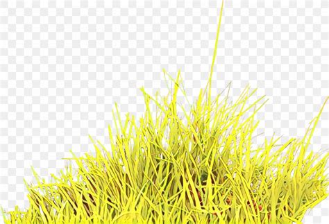 Grass Cartoon Png 1800x1231px Grass Commodity Computer Grass