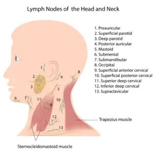 Cervical Lymph Nodes Cervical Lymphadenopathy Dr Leslie Koh