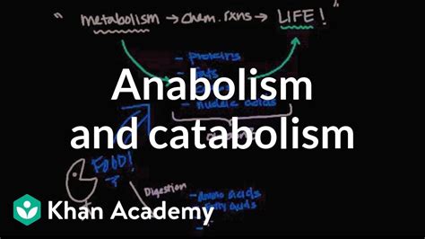 Catabolism Anabolism Scale