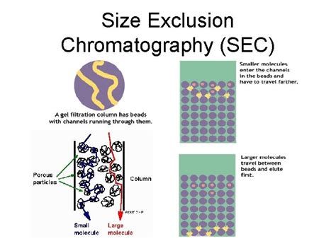 Size Exclusion Chromatography Sec Gelfiltration Chromatography Size