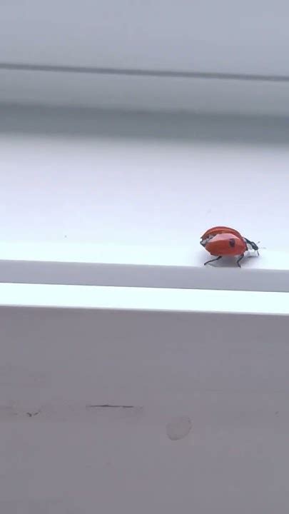 Божья коровка лети на небко Там твои детки кушают конфетки 14 июня 2024 Youtube