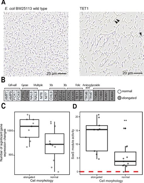 Figure 6 From Plasticity And Stereotypic Rewiring Of The Transcriptome
