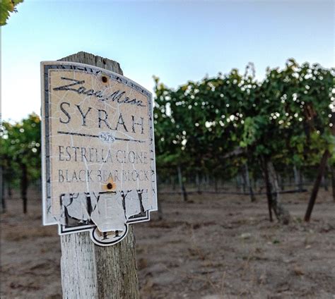 Santa Barbara Wine Country's Most Popular Wine Varietals - Grape Adventures
