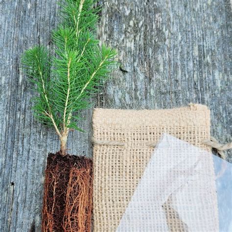 Tree Seedling Etsy