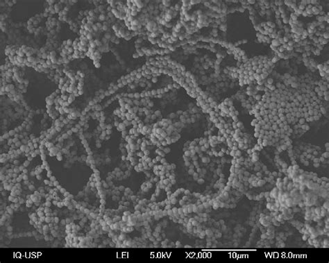 Micrograph Of Pediococcus Pentosaceus Lbm18 Cells Obtained By Scanning