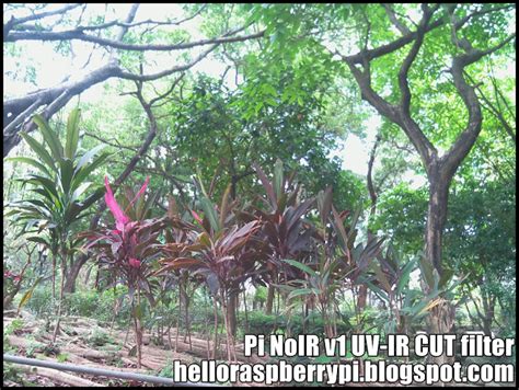 Hello Raspberry Pi Compare Pi Camera Noir V1 Vs V2