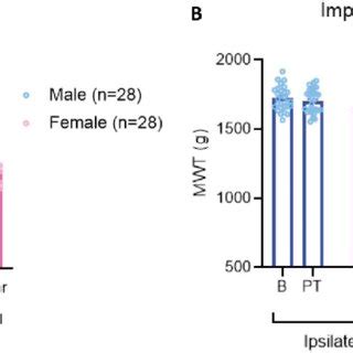Representation Of The Sex Dependent Pain Phenotype Produced By The Download Scientific Diagram