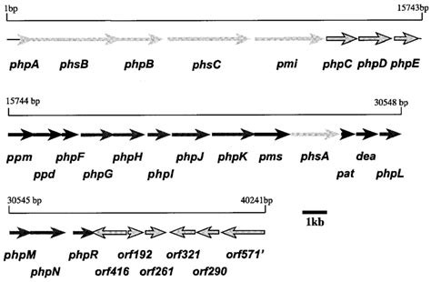 Open Reading Frame Map Of The Fosmid 5 9g Sequenced Insert Orfs With
