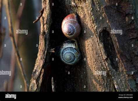 Two Snails With Conical Shaped Shells On A Sandy Surface In A Shallow