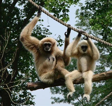 Gibbon A Z Animals