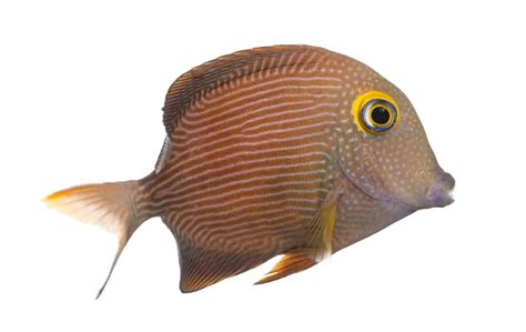 10 Essential Facts About Fish