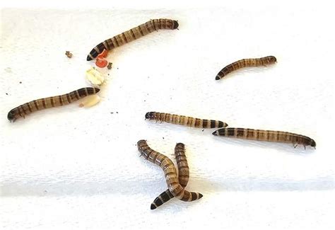 Superworms Image Eurekalert Science News Releases