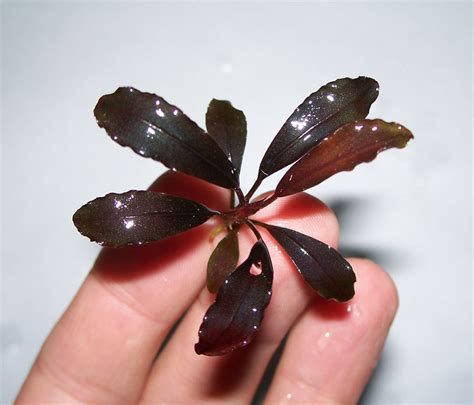 Аукцион Aquaforum Bucephalandra Brownie Ghost